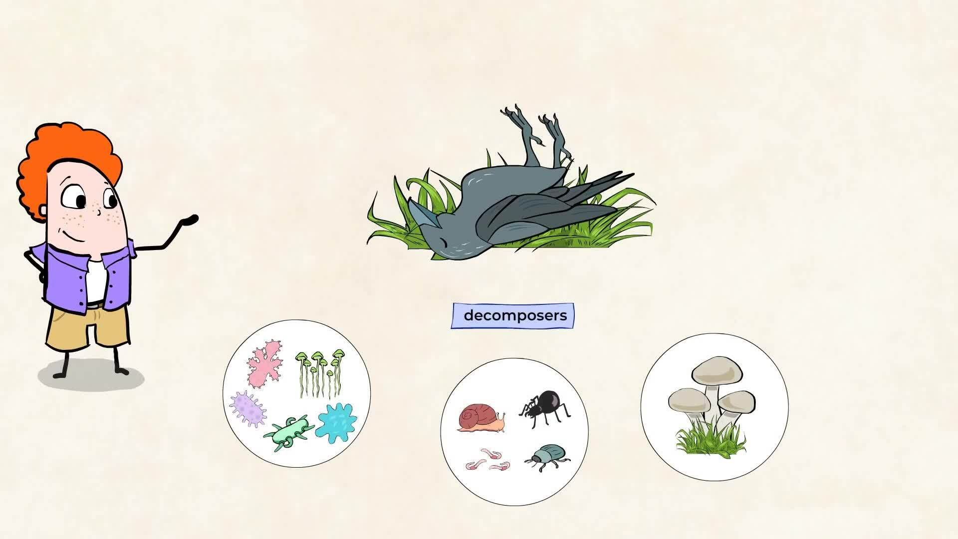 Understanding Movement of Matter through the Ecosystem - Kidzovo