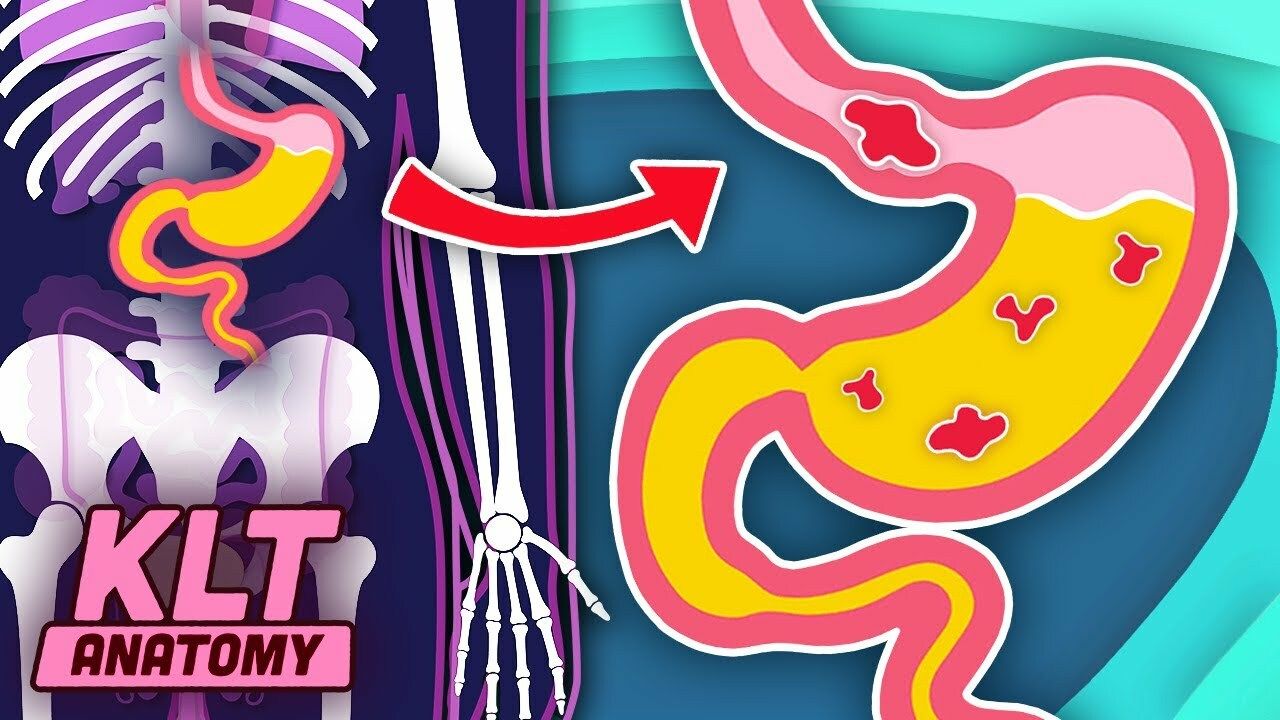 YOUR Stomach Digests The Food You Eat! | The Stomach Song | KLT Anatomy ...